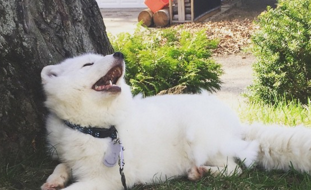 Meet Archer, the Laughing Fox Who Will Instantly Brighten Your Day