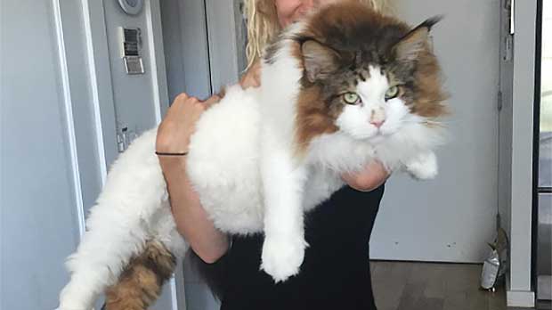 4-Foot-Long Maine Coon Is the Largest Cat in New York City or Anywhere