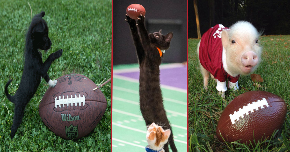 Animals Playing Football Is What You Need to See Before Super Bowl Sunday