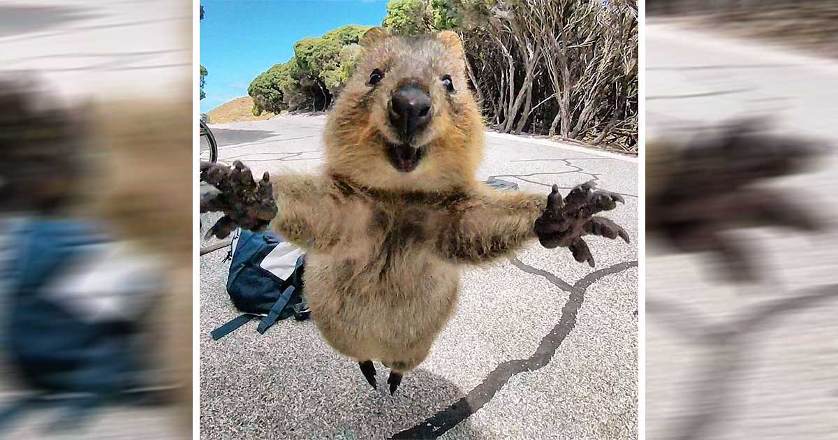Campbell Jones Snaps Quokka Photo in Australia’s Rottnest Island