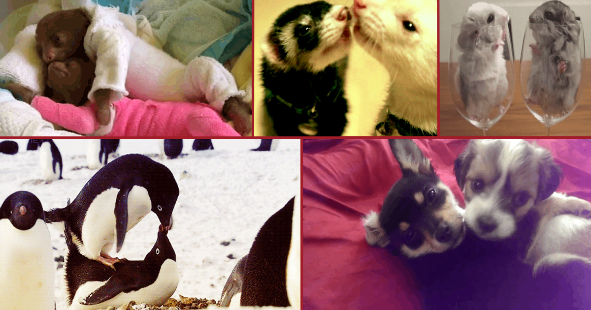 Animals Love Each Other Too on Valentine's Day — Not Just Humans!