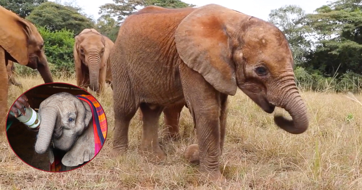 Baby Elephant Is Orphaned and Starving But Gets Miraculously Rescued