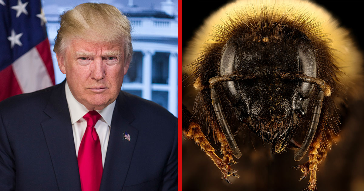 Bumblebees Endangered Species Status Halted by Trump Administration
