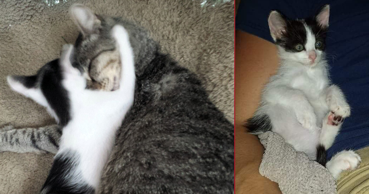 Claudia Wright's Cat Posey Returns Home With Newborn Kitten Meesy