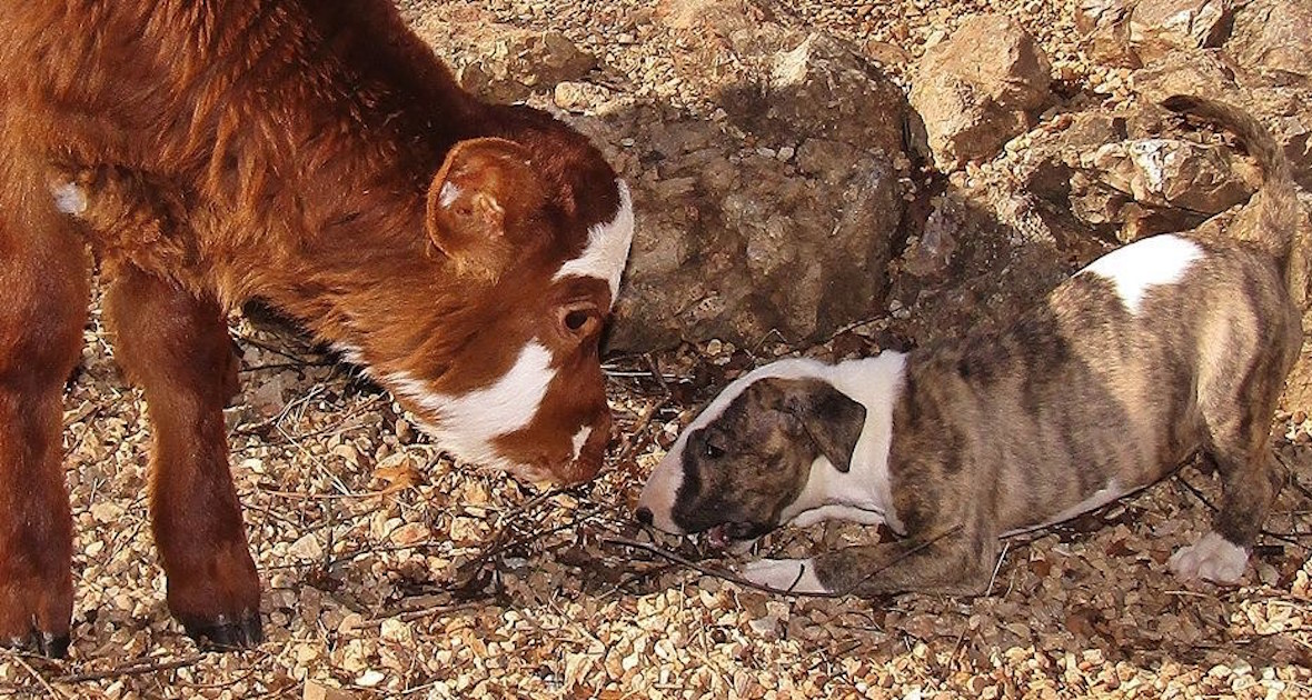 Moonpie — a Rescued Calf — Thinks She's a Puppy, Says Janice Wolf
