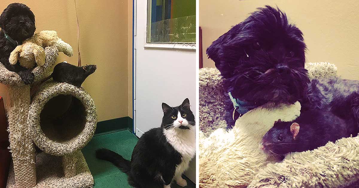 Oshkosh Rat Pack Warm Hearts With Their Loving Bond