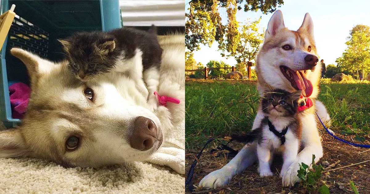 Lilo the Husky Nurses Sick Kitten Back to Full Health