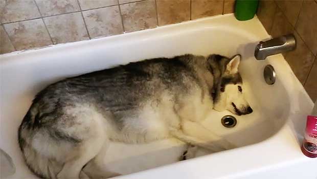 Zeus the Husky Throws Temper Tantrum When He Can't Have a Bath