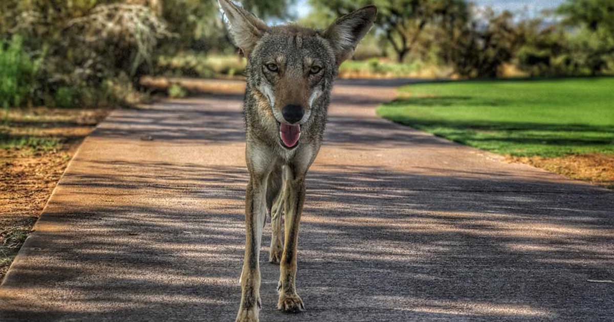 Injured, Thirsty Coyote Approaches Golfers on Course for a Quick Drink