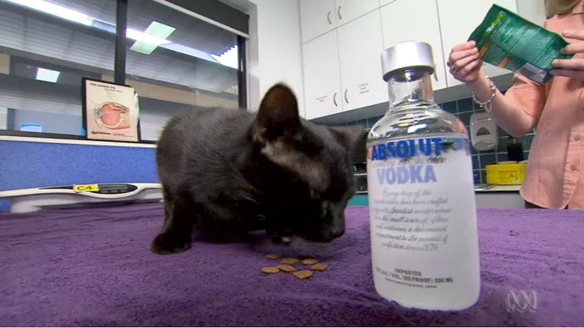 Tipsy the Cat's Life Was Saved from Potentially Deadly Poison... by Vodka