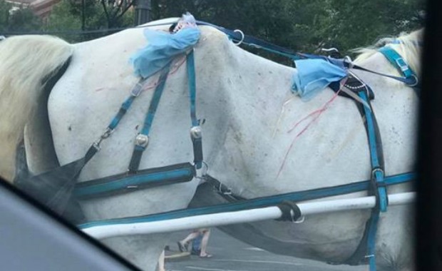 Emaciated Horse Photo Sparks Outpouring of Support for Carriage Horses