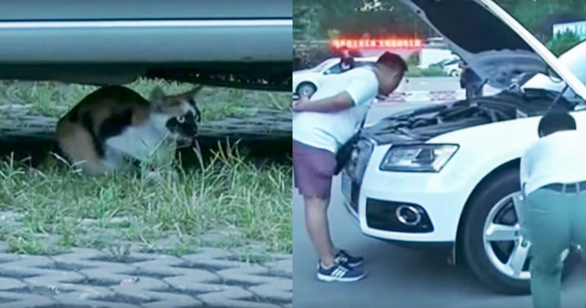 Driver Sees Mother Cat Nearby, Then Hears a Kitten in the Car Engine