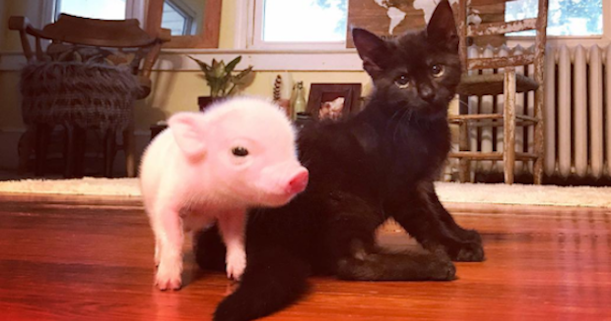 Caitlin Cimini's Orphaned Piglet Comes to the Rescue to Comfort Kitten