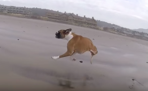 This 2-Legged Dog Survived a Major Car Crash Against All Odds