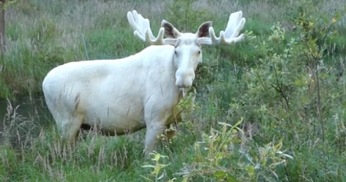 Rare White Moose Captured on Video in Sweden Goes Viral
