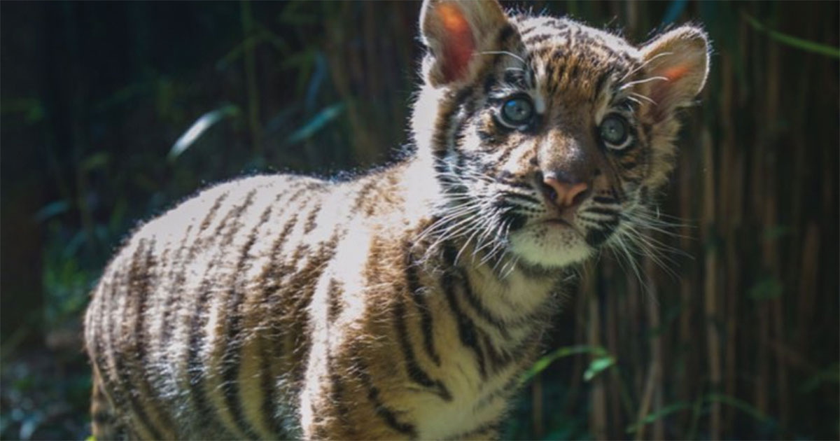 Orphan Tiger Cubs Find New Home at San Diego Zoo