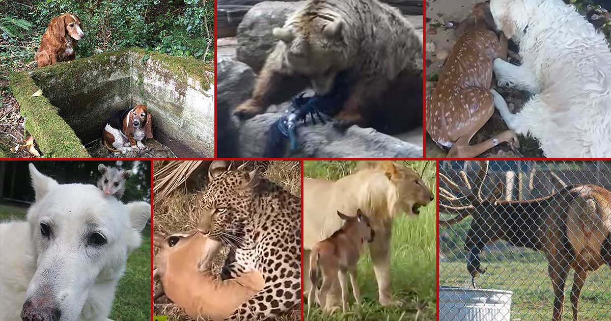 Animals Saving Animals: Extraordinary Animal Rescues