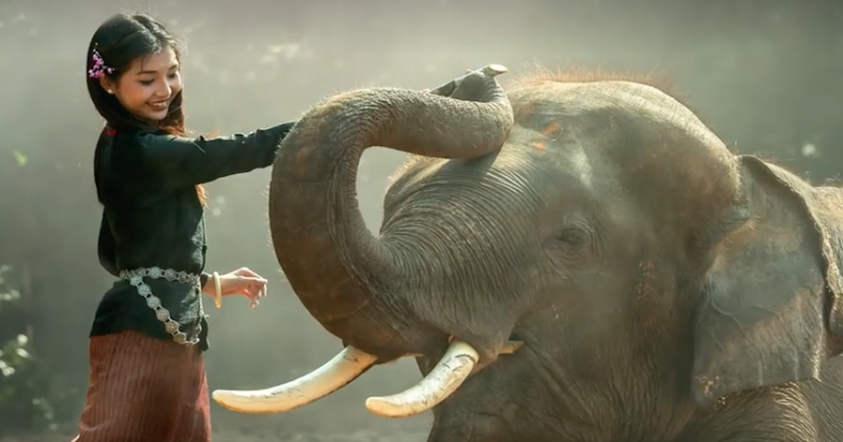 Viral Video Shows Just How Smart and Incredible Elephants Truly Are